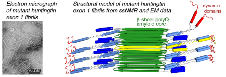 Huntington’s disease – Van der Wel solid-state NMR lab